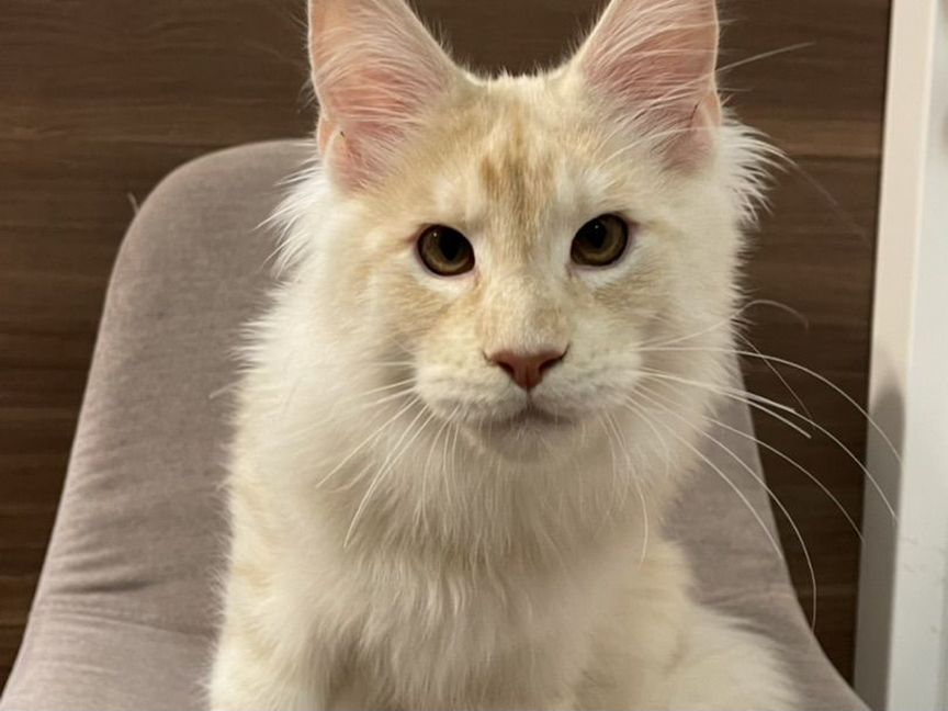 Котенок Мейн-кун Грациозный Гигант Лев