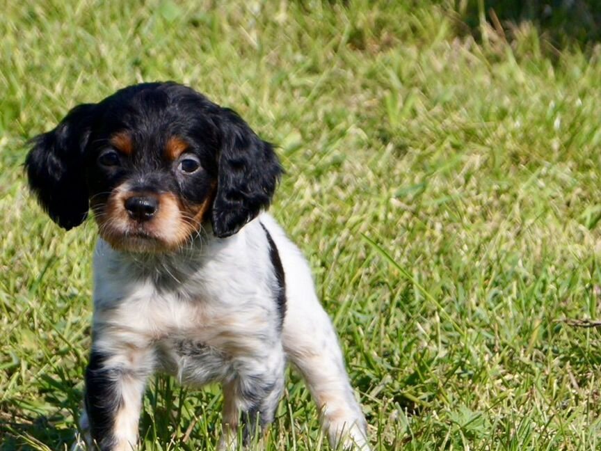 Бретонский эпаньоль щенки