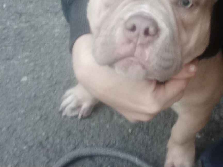 Продам Ам. Булли