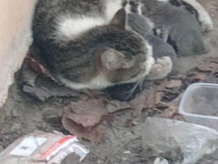 Кошка с котятами нужна передержка