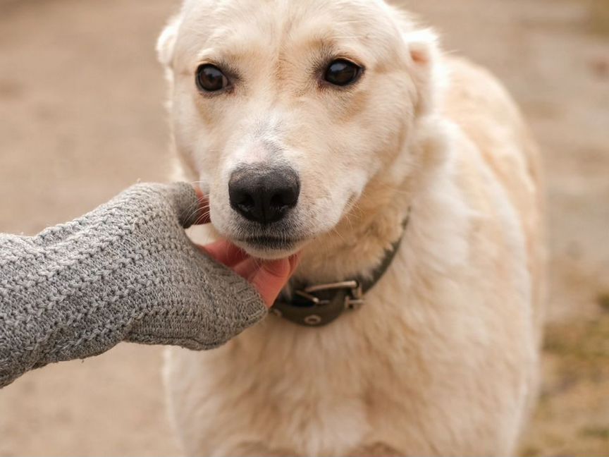 Послушная Лесси/ приют/ бесплатно