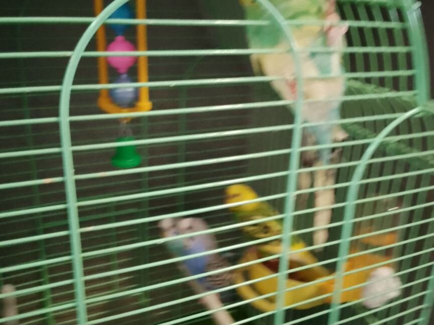 Продаем волнистых попугаев