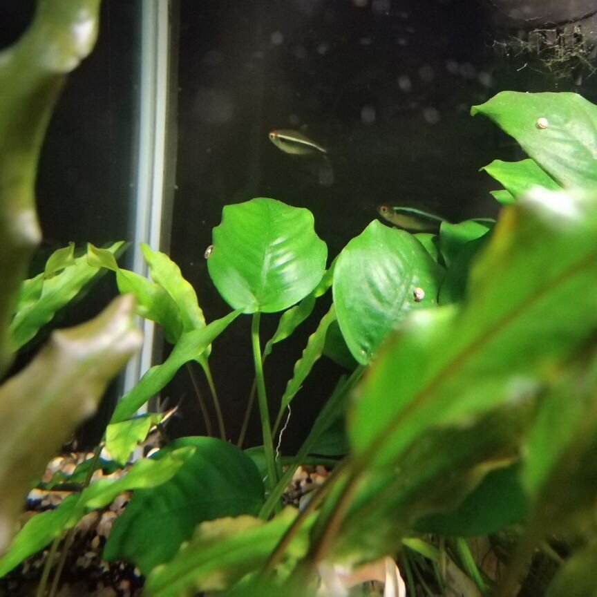 Аквариумные рыбки и растения