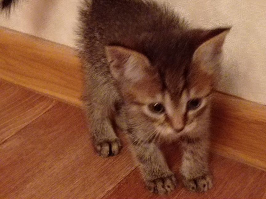 Котёнок мальчик бесплатно 1,5 месяца