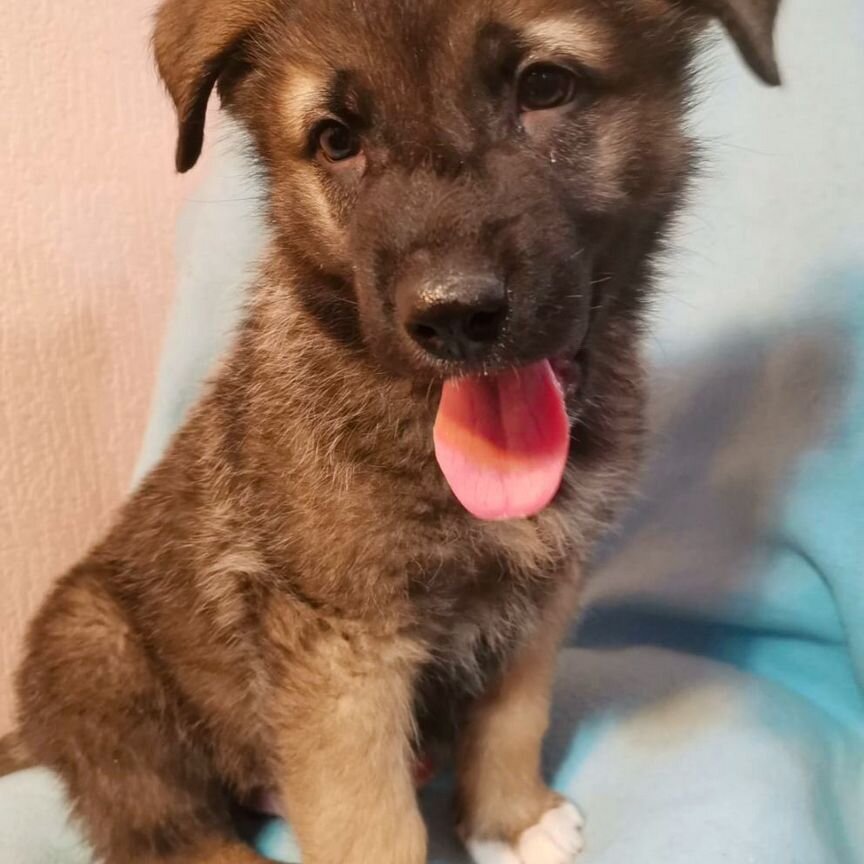 Щенок в добрые руки мальчик