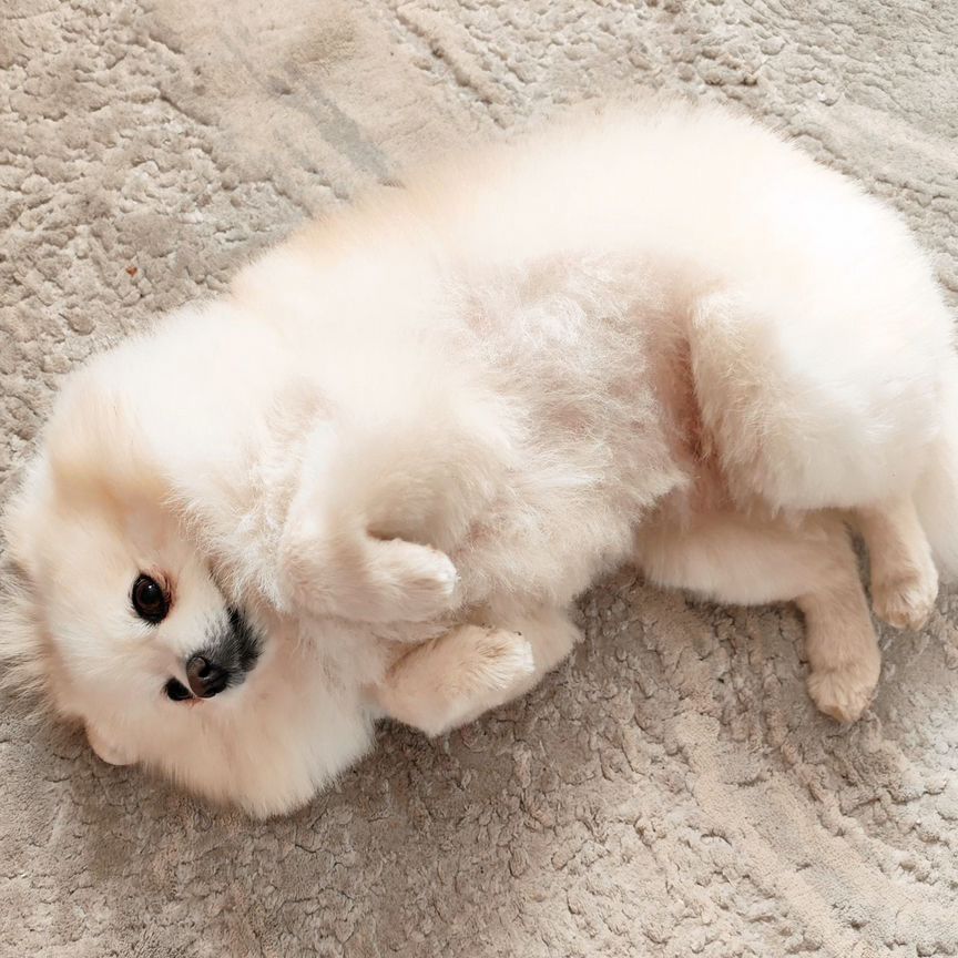 Померанский шпиц