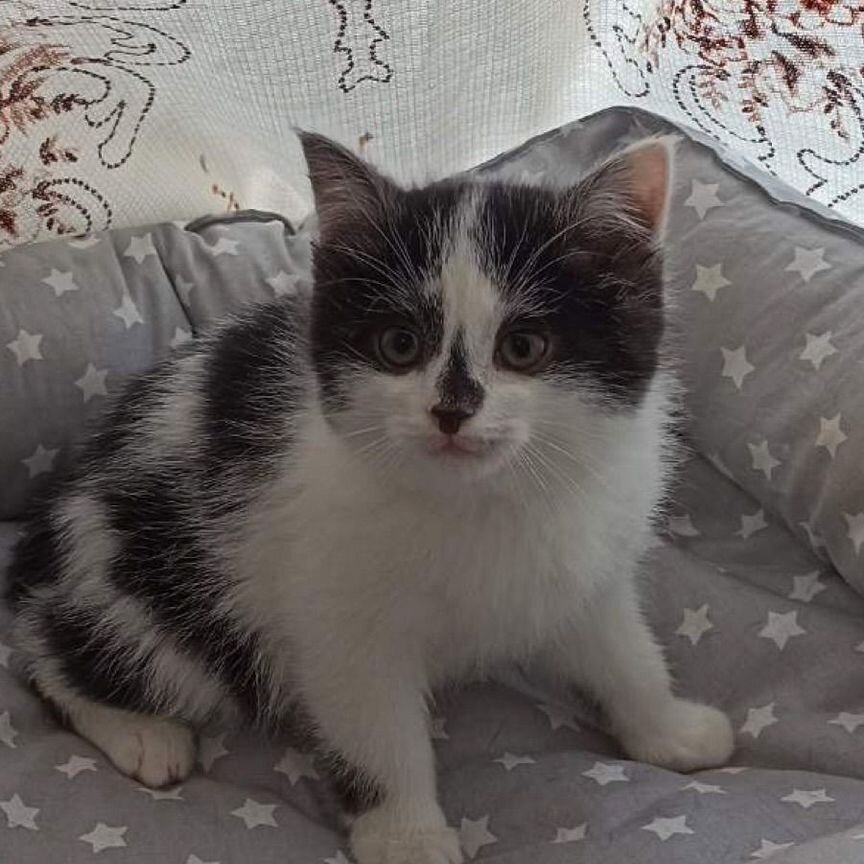Котёнок-мальчик нуждается в доме