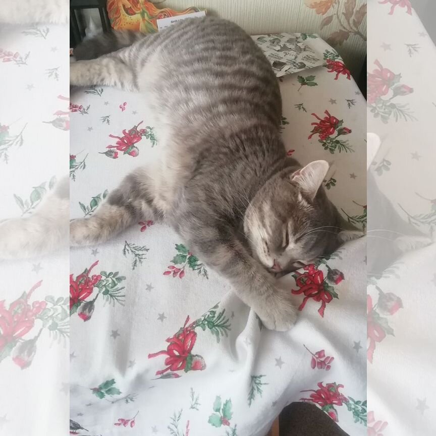 Шотландский вислоухий короткошёрстный котёнок