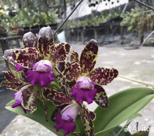 Cattleya Yuan Dung Python ‘Passion Fruit’ купить в Москве | Товары для ...