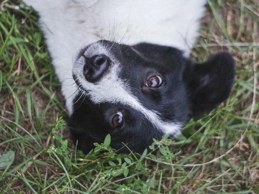 Славная собачка Песня ищет семью