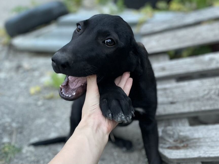 Щенок в добрые руки бесплатно