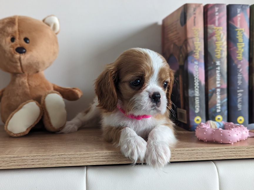 Кавалер мини девочка бленхейм