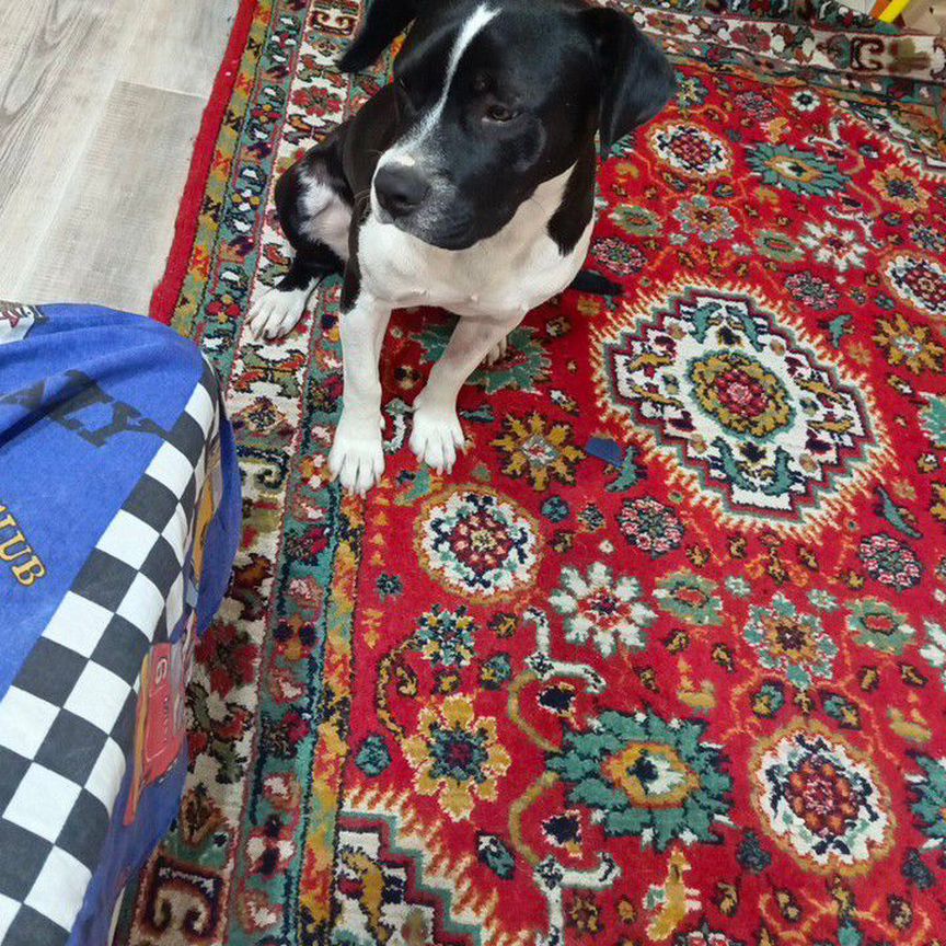 Стаффордширский терьер