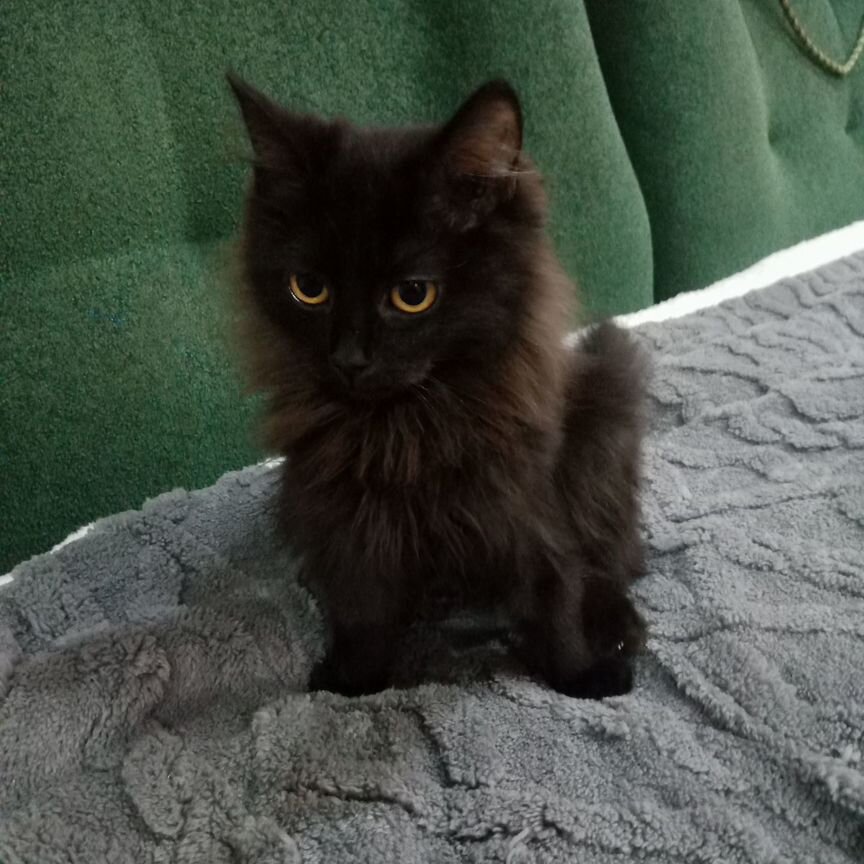 Черная кошка