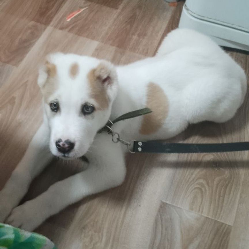 Алабай 5 месяцев