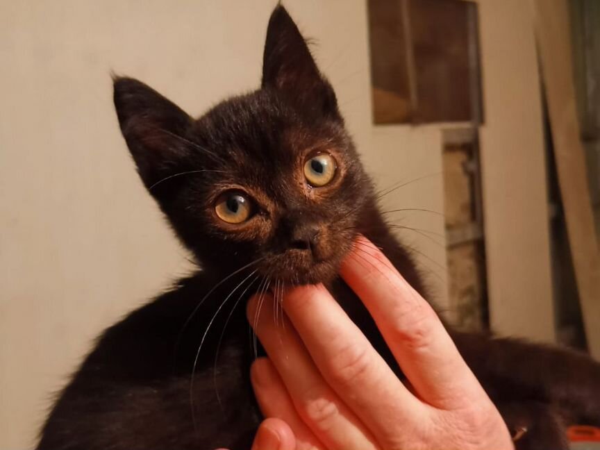 Умного котика - в добрые руки