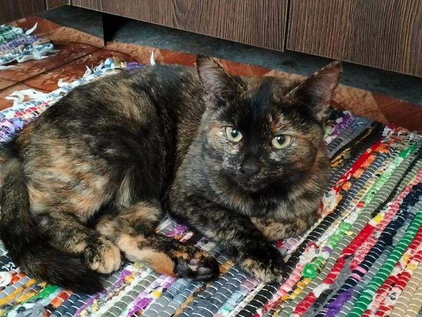 Кошечка в добрые руки