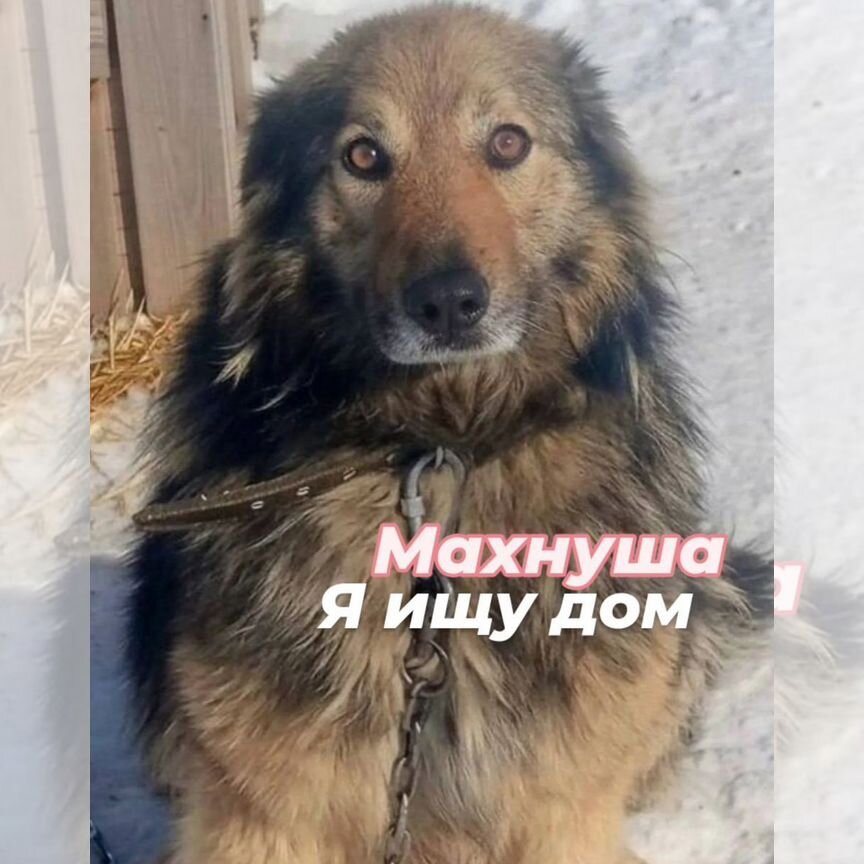 Кавказская овчарка, взрослая собака