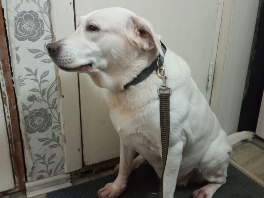 Лабрадор в добрые руки