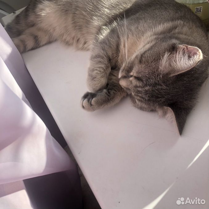 Кошка домашняя,метис