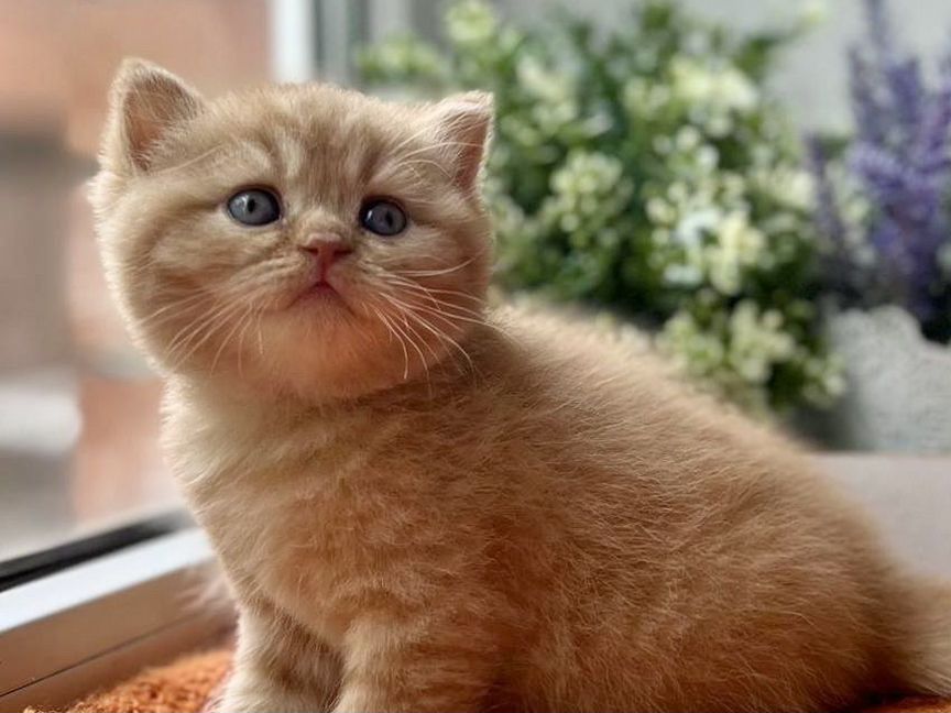 Британские котята