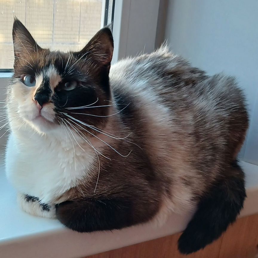 Взрослая, кошка в добрые руки