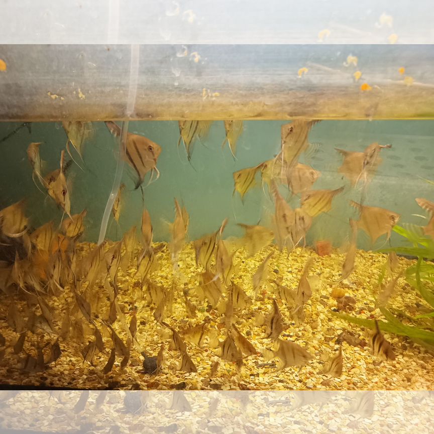 Аквариумные рыбки