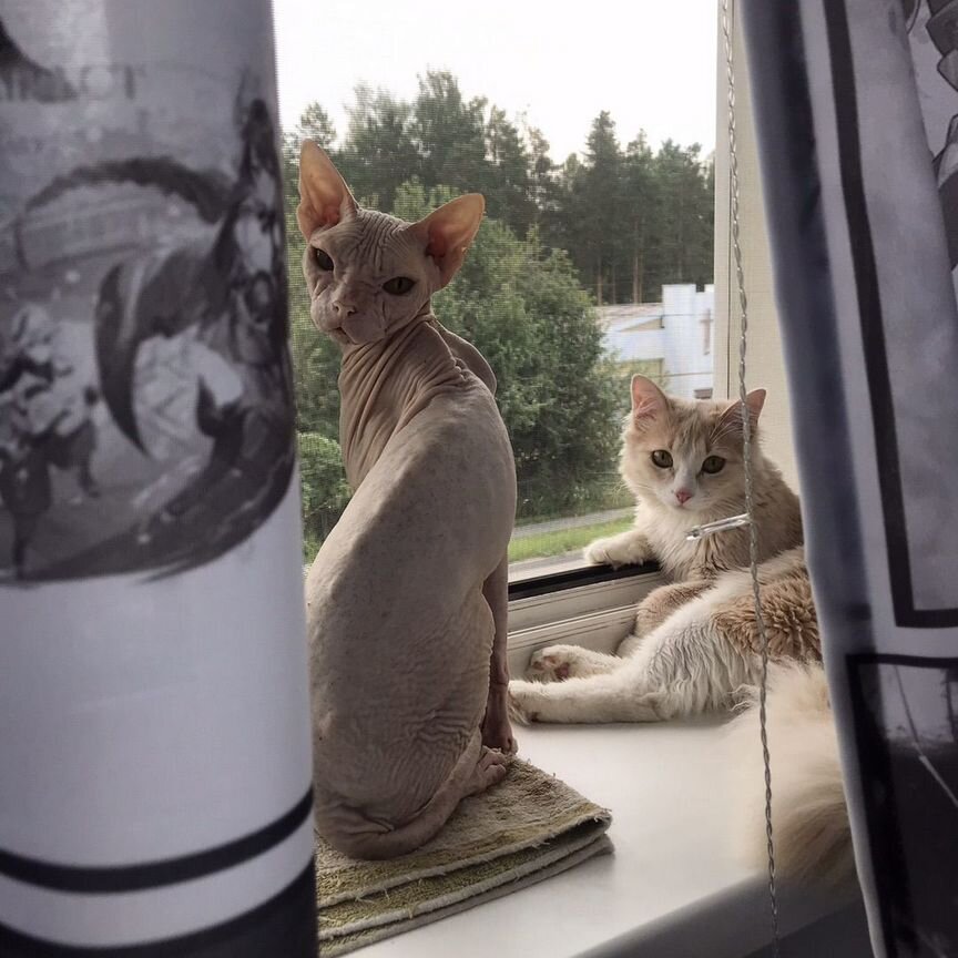 Отдам котов в добрые руки