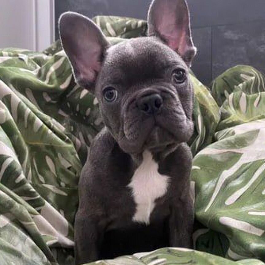 Французский бульдог, щенок