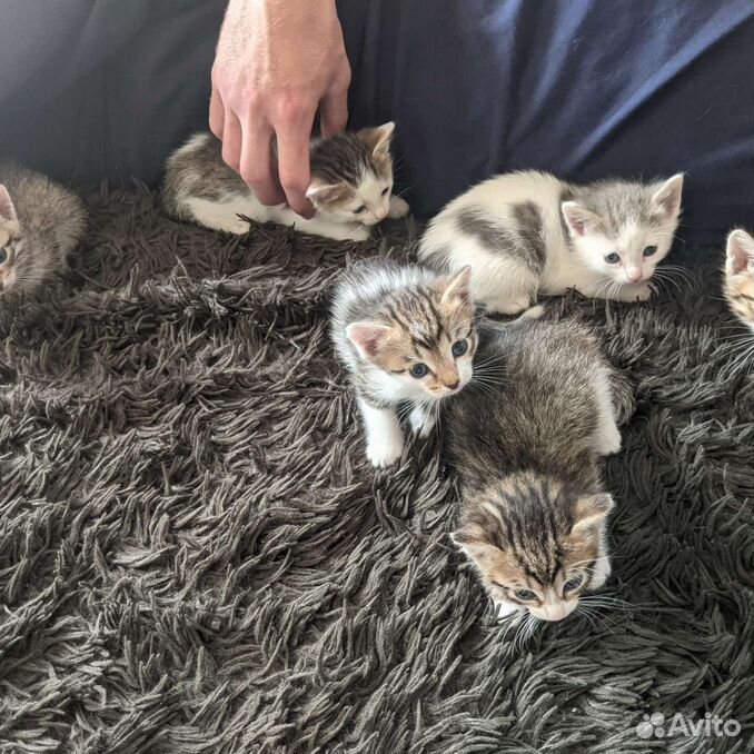 Отдам в добрые и заботливые ручки котяток