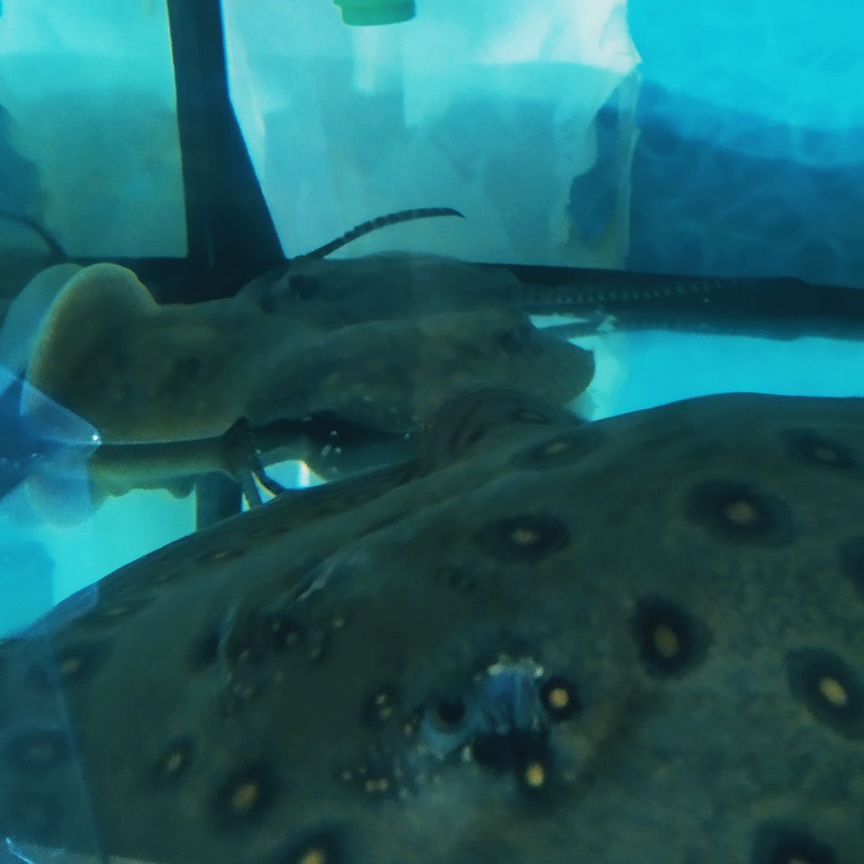 Скат моторо