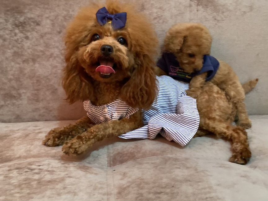 Той-пудель мальчик