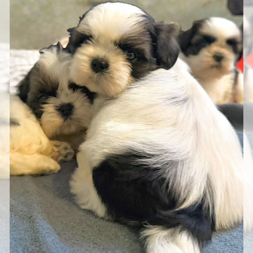 Ши-тцу, щенок