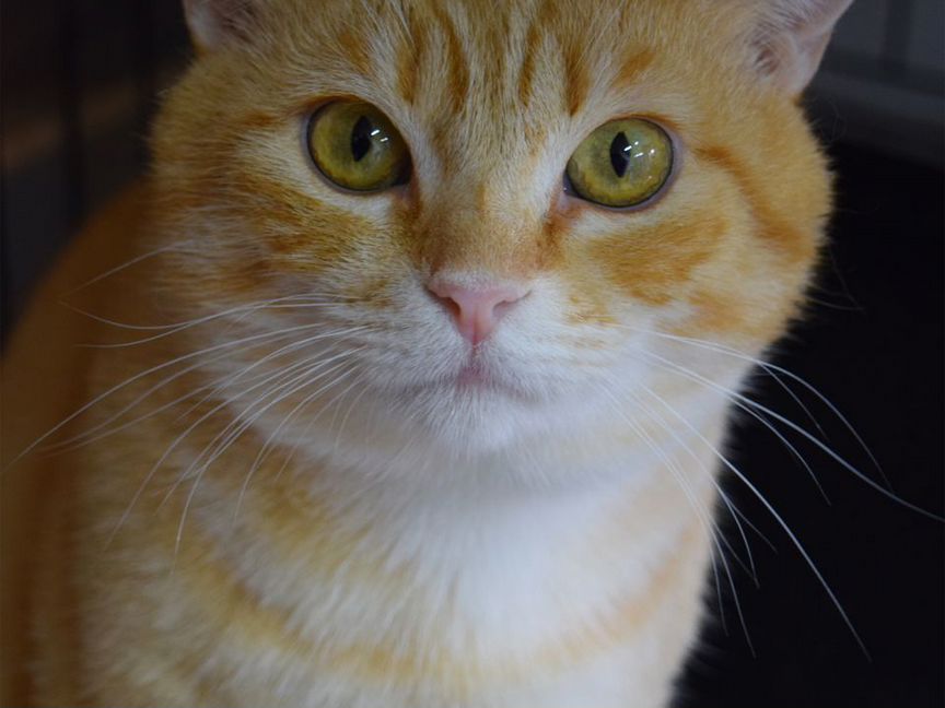 Кот рыжий молодой спокойный красивый хороший