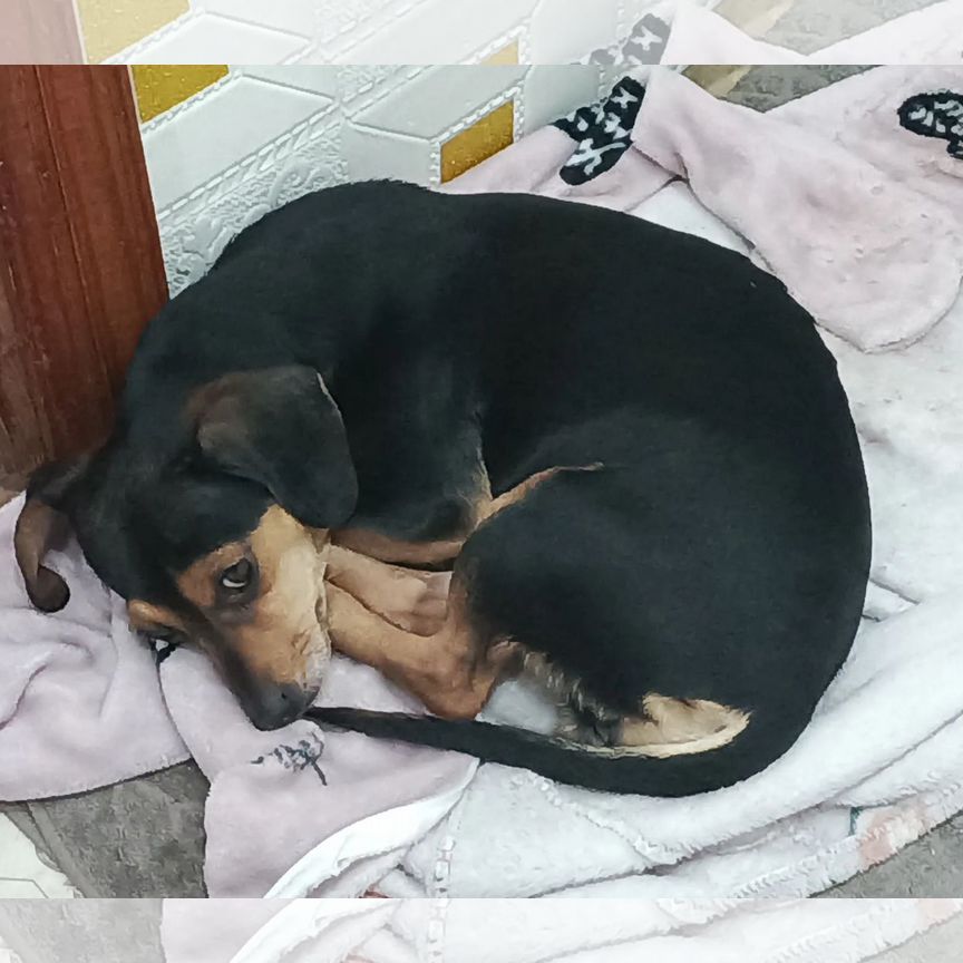 Такса, щенок