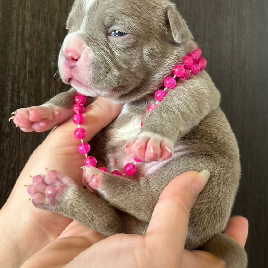 Американский булли