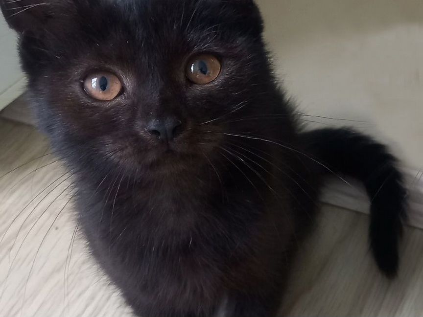 Котенок Роза ищет дом