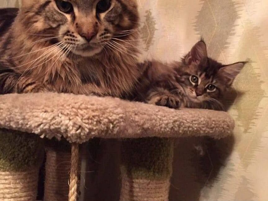 Котятки мейн-кун