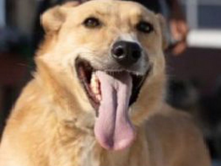 Собака в добрые руки