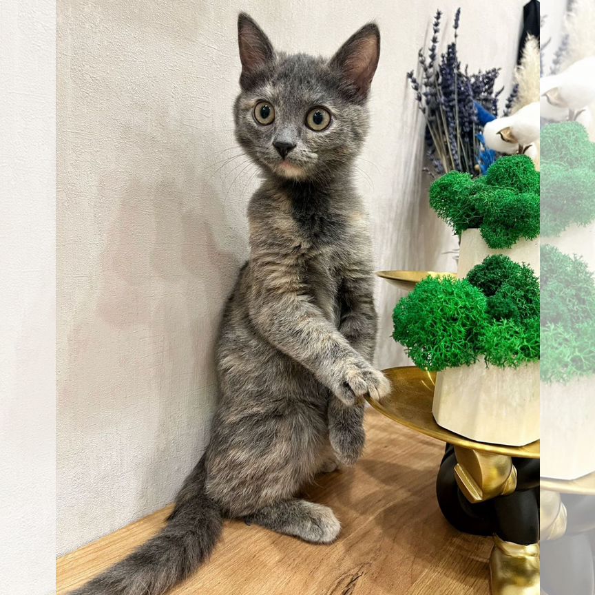 Котенок в добрые руки