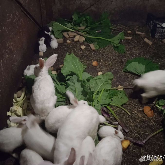 Кролики мясных пород