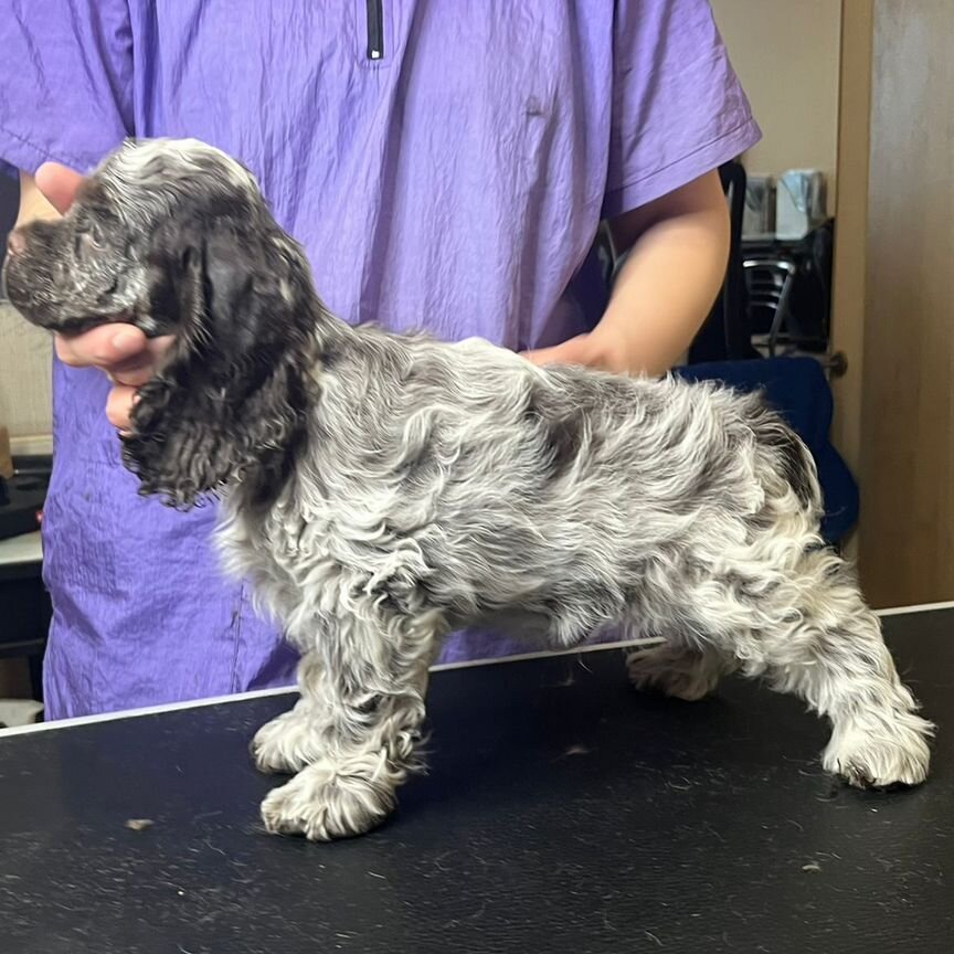 Американский кокер-спаниель, щенок