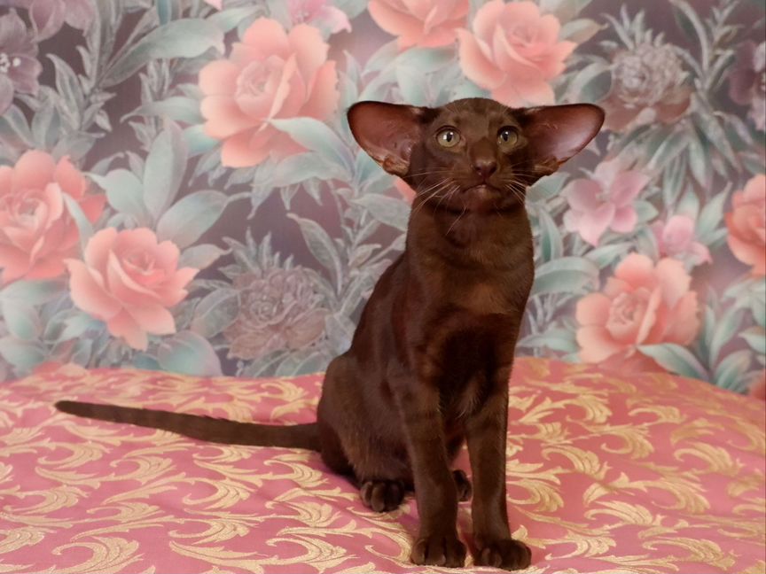 Ориентальный котёнок экстремального типа