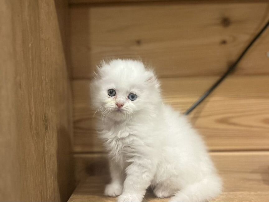 Шотланский котенок