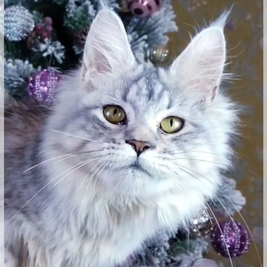 Мейн-кун котёнок