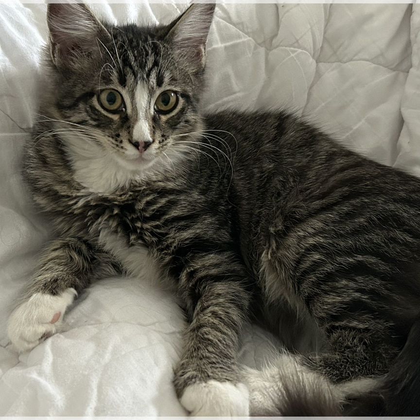 Котёнок в добрые руки