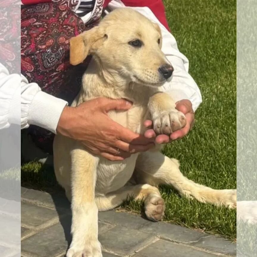 Щенок в добрые руки