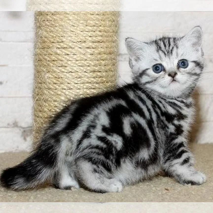 Британские котята