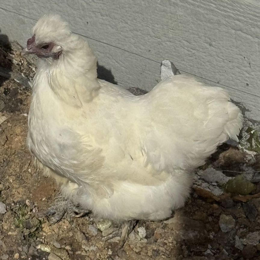 Декоративные курицы