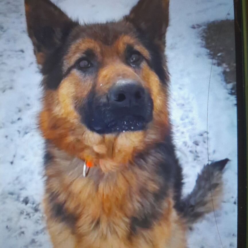 Немецкая овчарка, взрослая собака